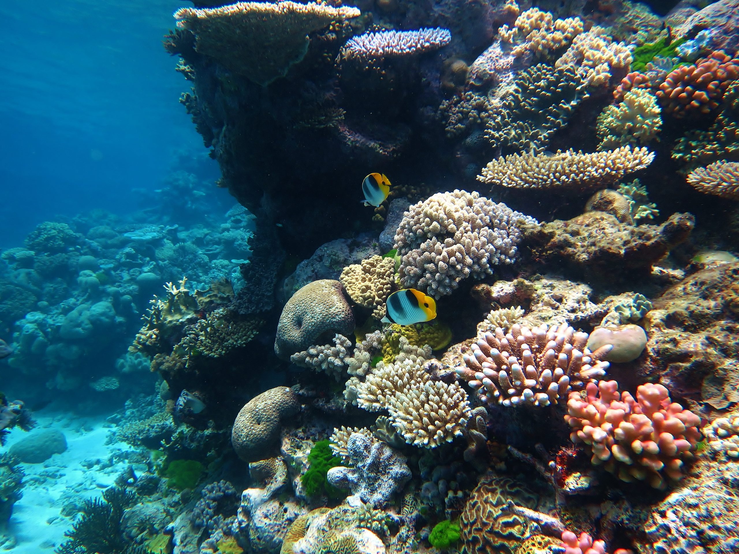 IUCN Downgrades Great Barrier Reef’s Conservation Status to ‘Critical ...