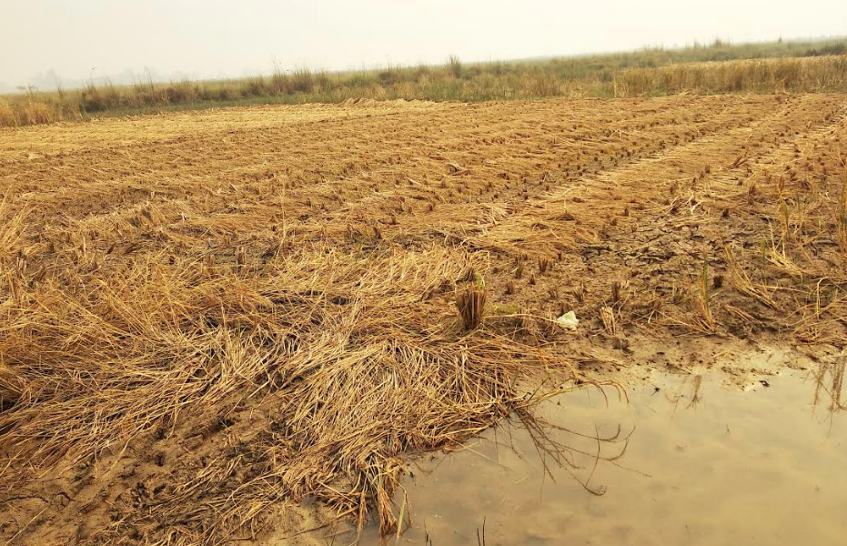 Mandis in Bihar are in 'Deplorable' Condition Ever Since Repeal of APMC ...