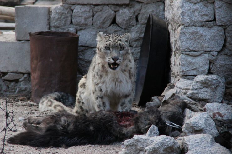 Counting Snow Leopards in the Time of Climate Change and Development ...
