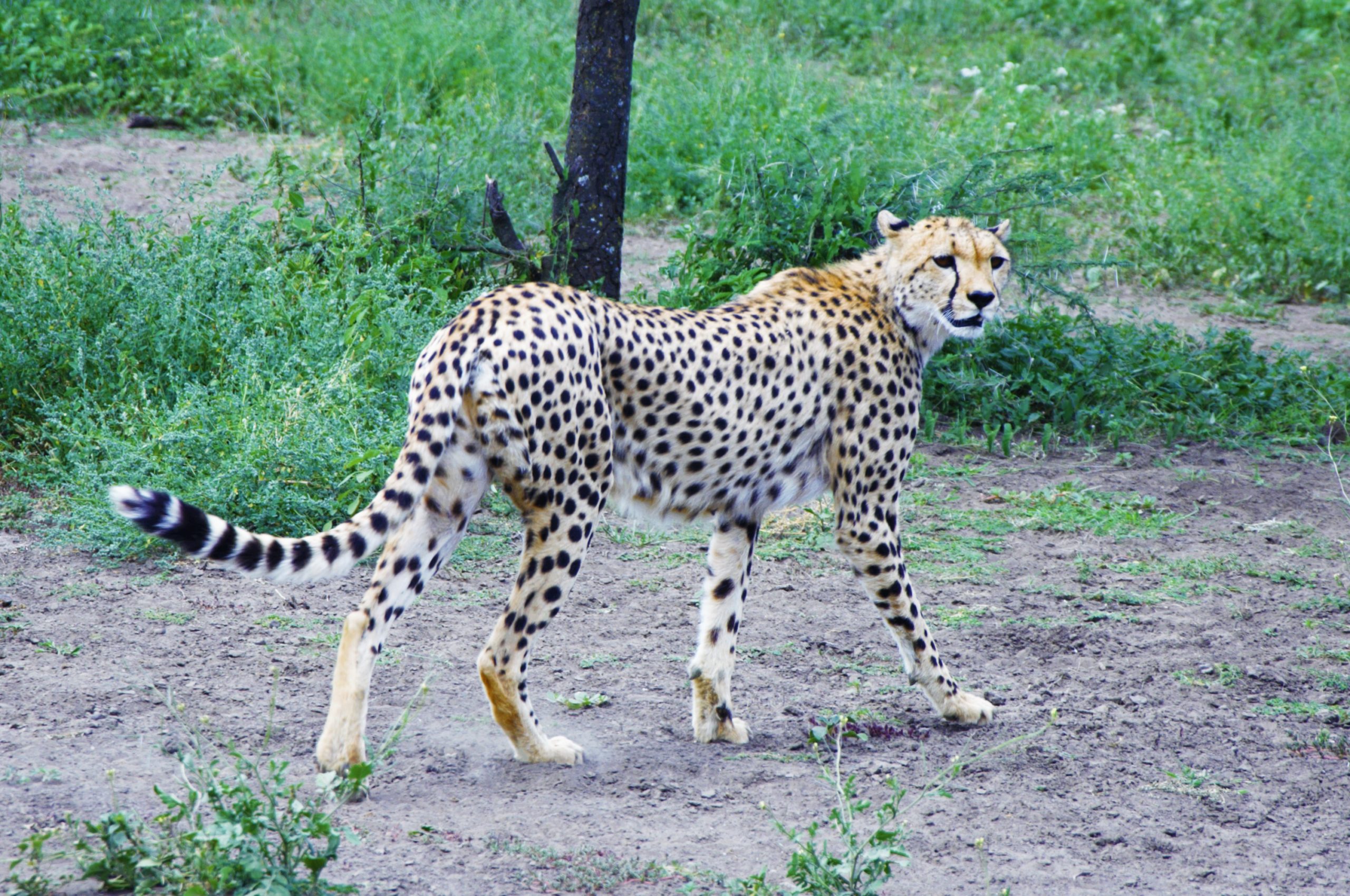 Not So Fast: Why India’s Plan to Reintroduce Cheetahs May Run Into ...