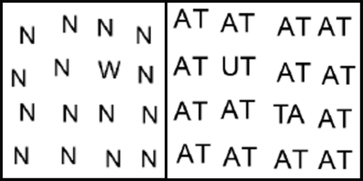 How the Human Brain Recognises Jumbled Words – The Wire Science