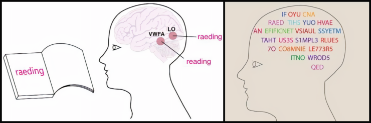 How the Human Brain Recognises Jumbled Words – The Wire Science