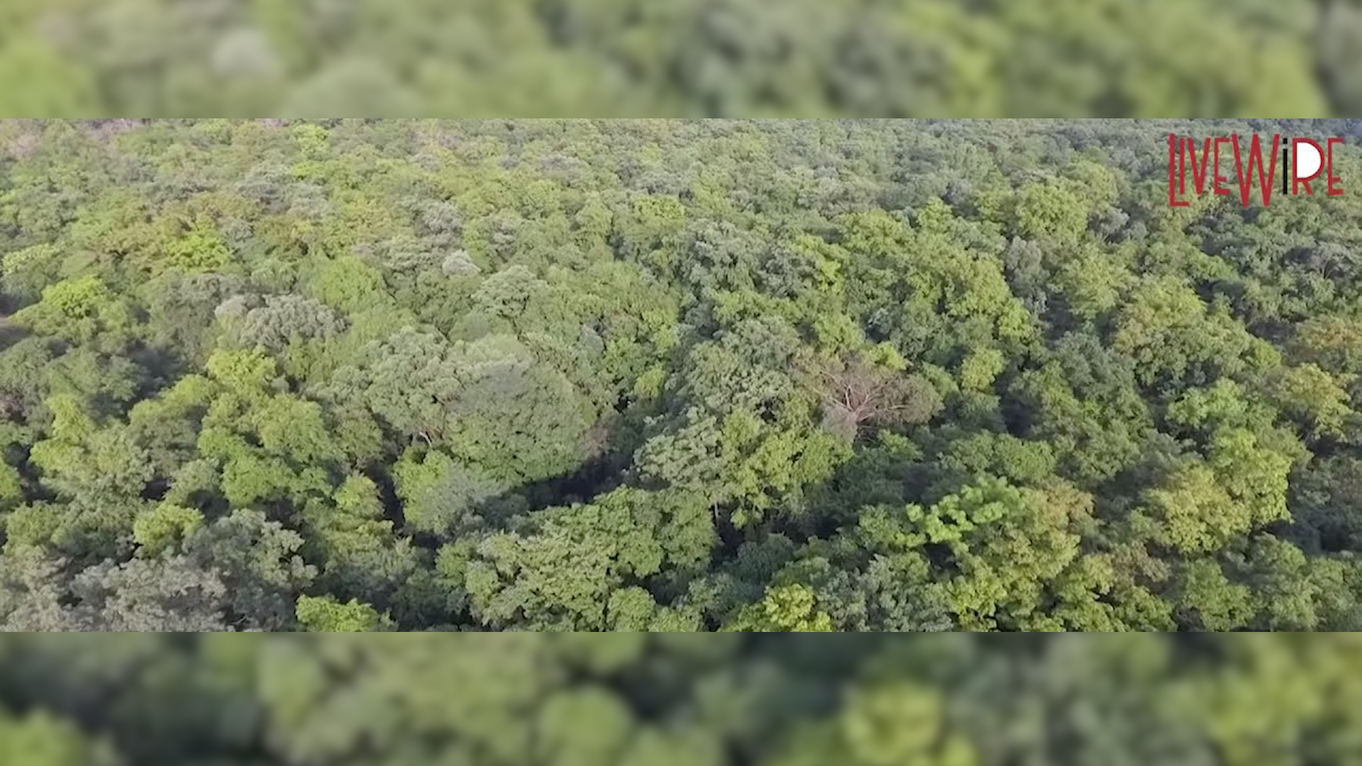 Watch | Magical Mollem: Safeguarding Goa’s Green Heart – The Wire Science