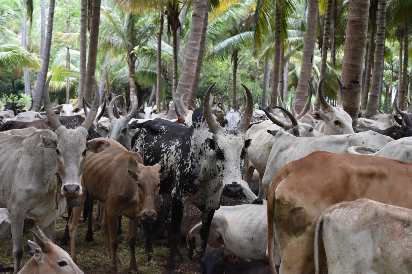 In Tamil Nadu Herders Feel Sidelined As Native Cattle Breeds Dwindle