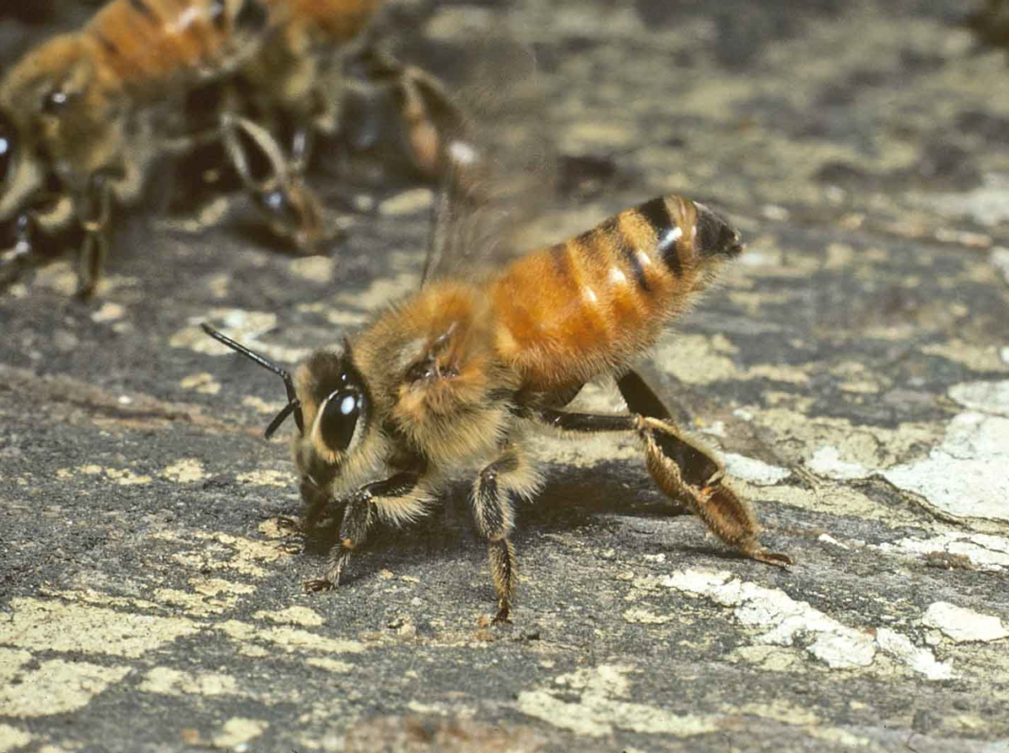 More Fun Than Fun: What Can We Learn from Insect Societies? – The Wire ...