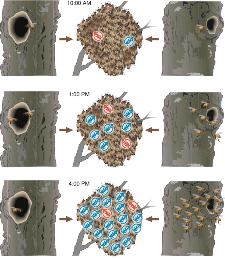 More Fun Than Fun: What Can We Learn from Insect Societies? – The Wire ...