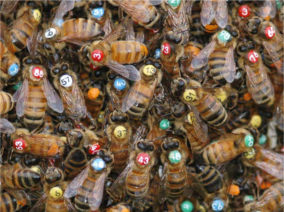 More Fun Than Fun: What Can We Learn from Insect Societies? – The Wire ...