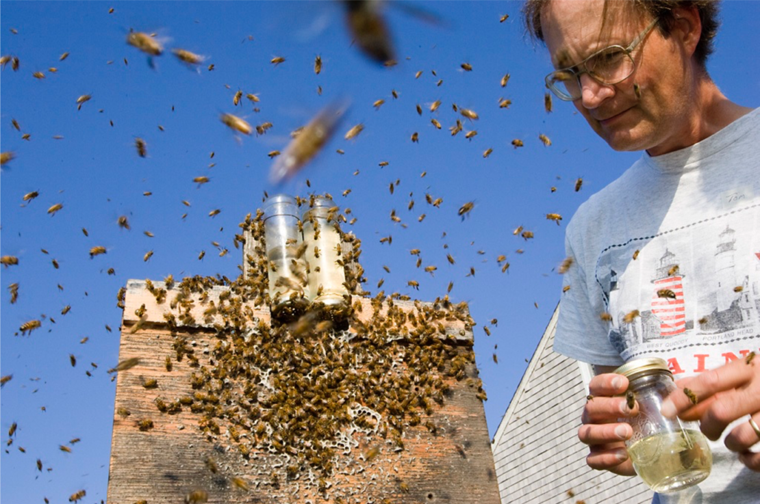 More Fun Than Fun: What Can We Learn from Insect Societies? – The Wire ...