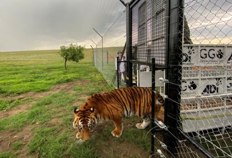 Asia’s ‘Tiger Farms’ Have Rendered a Wild Animal Worth More Dead Than ...