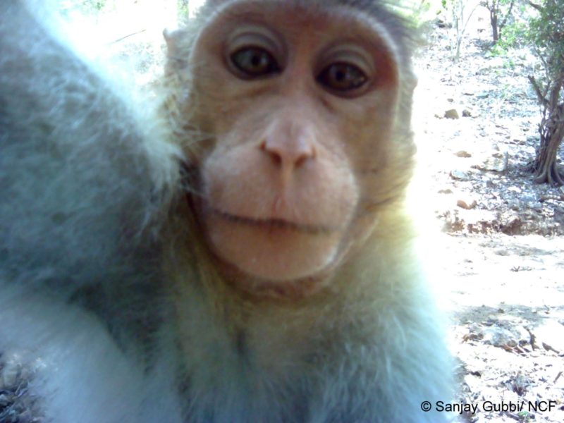 From Selfies To Comedy, Camera-Traps Reveal the Secret Lives of Animals ...