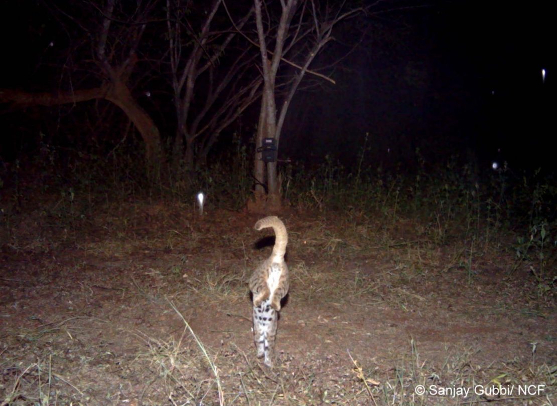 From Selfies To Comedy, Camera-Traps Reveal the Secret Lives of Animals ...