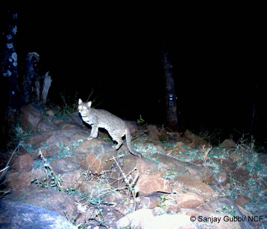 From Selfies To Comedy, Camera-Traps Reveal the Secret Lives of Animals ...