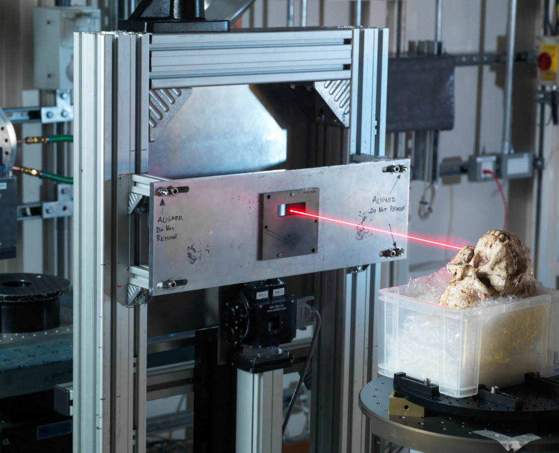 Australopithecus prometheus – The Wire Science