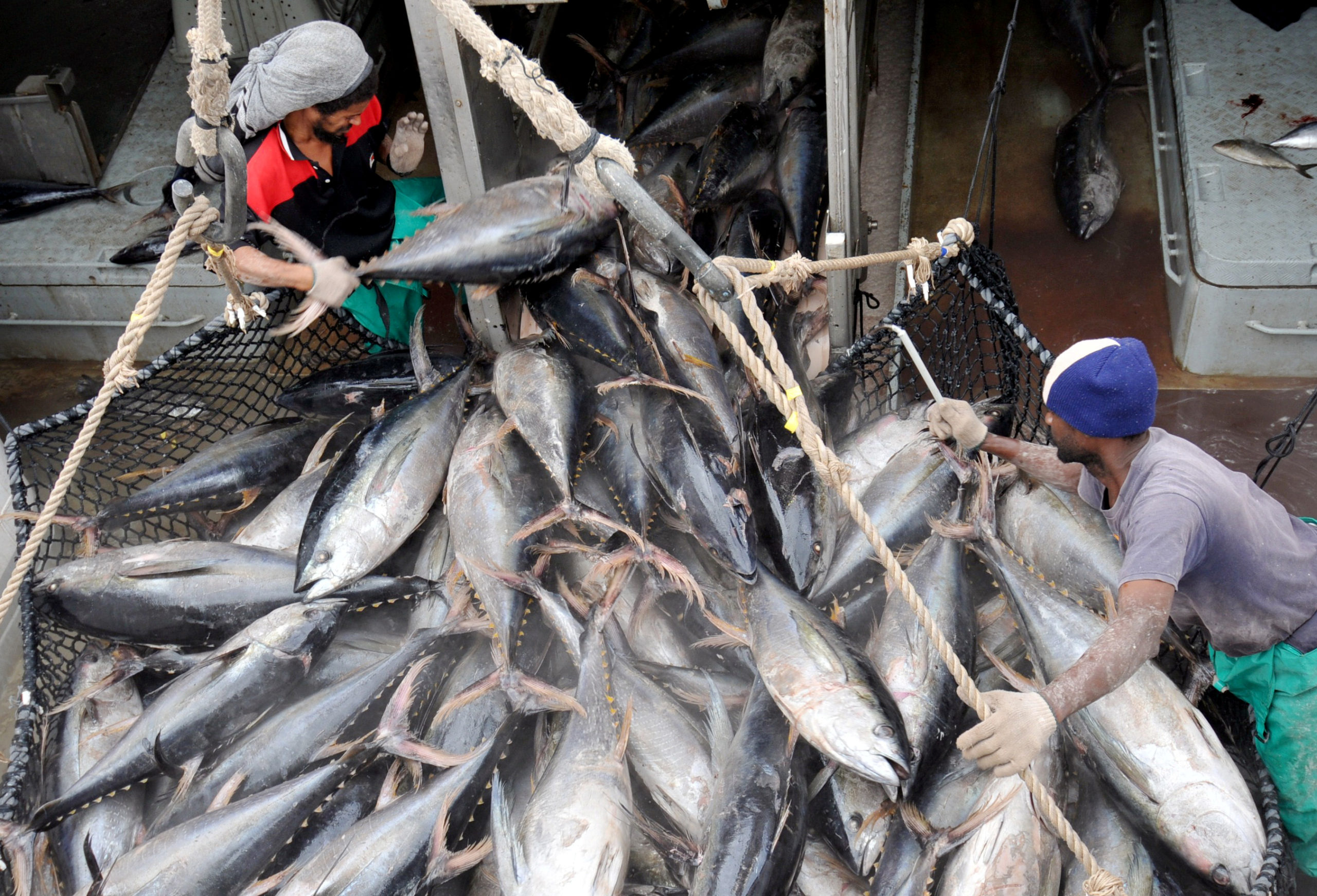 Talks Start To Protect Indian Ocean’s Depleting Tuna – The Wire Science