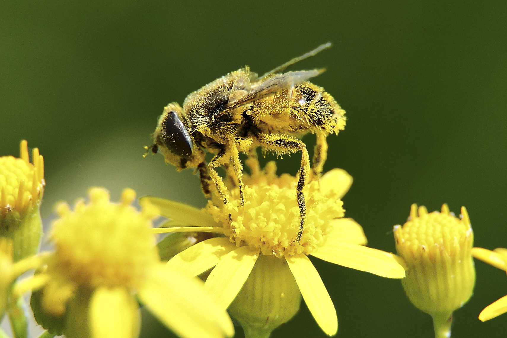 Small but Significant Correlation Between Pollen Count, COVID Infection ...