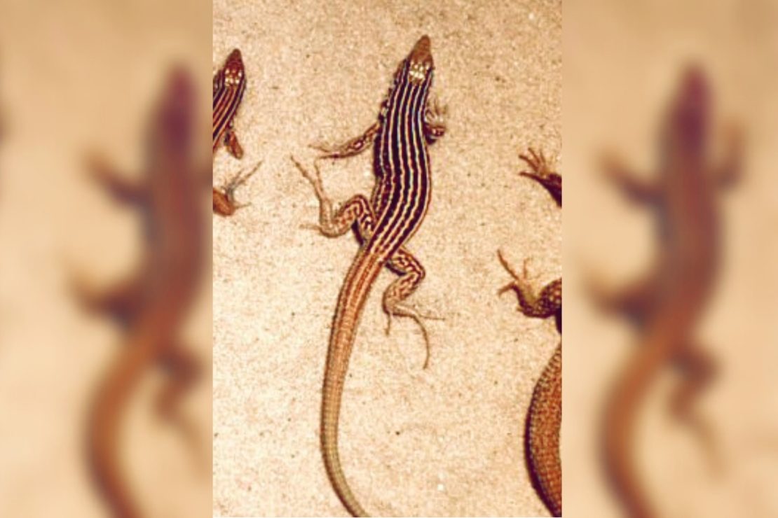 What an All-Female Lizard Species Tells Us About the Pros and Cons of ...