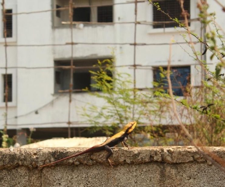 More Fun Than Fun: My Favourite Lizard Stories – The Wire Science