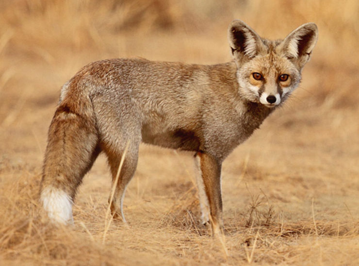 In Photos: The Fragile Splendour of the Thar Landscape – The Wire Science