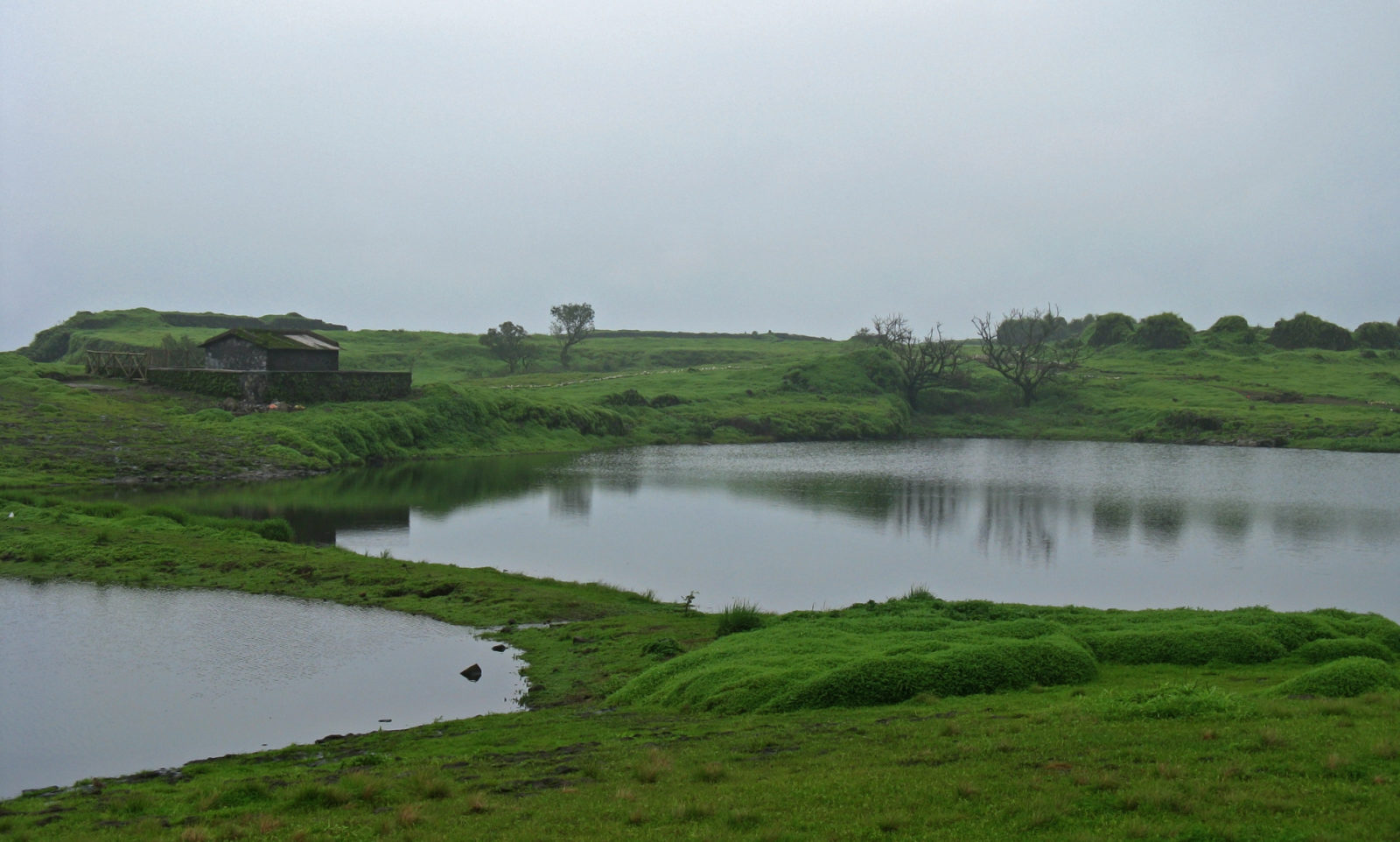 India’s Rocky Outcrops and Their Tiny, Mighty Lives – The Wire Science
