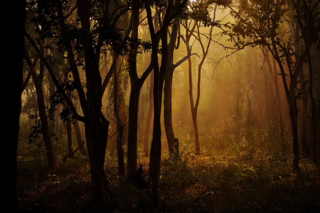 Why India’s Forest Rights Act Is the Most Viable Forest Conservation ...