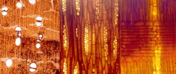 A Fossilised Forest Creates a Picture of Our Ancient World – The Wire ...