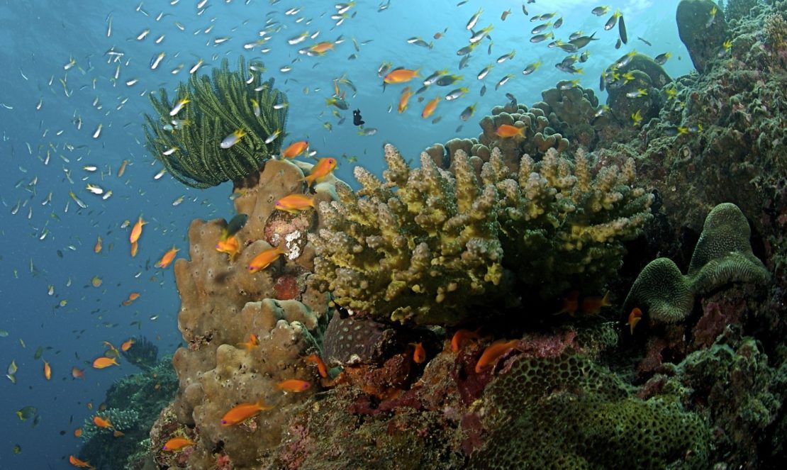 Why the Wildlife Act Isn’t the Best Tool With Which To Conserve Marine ...