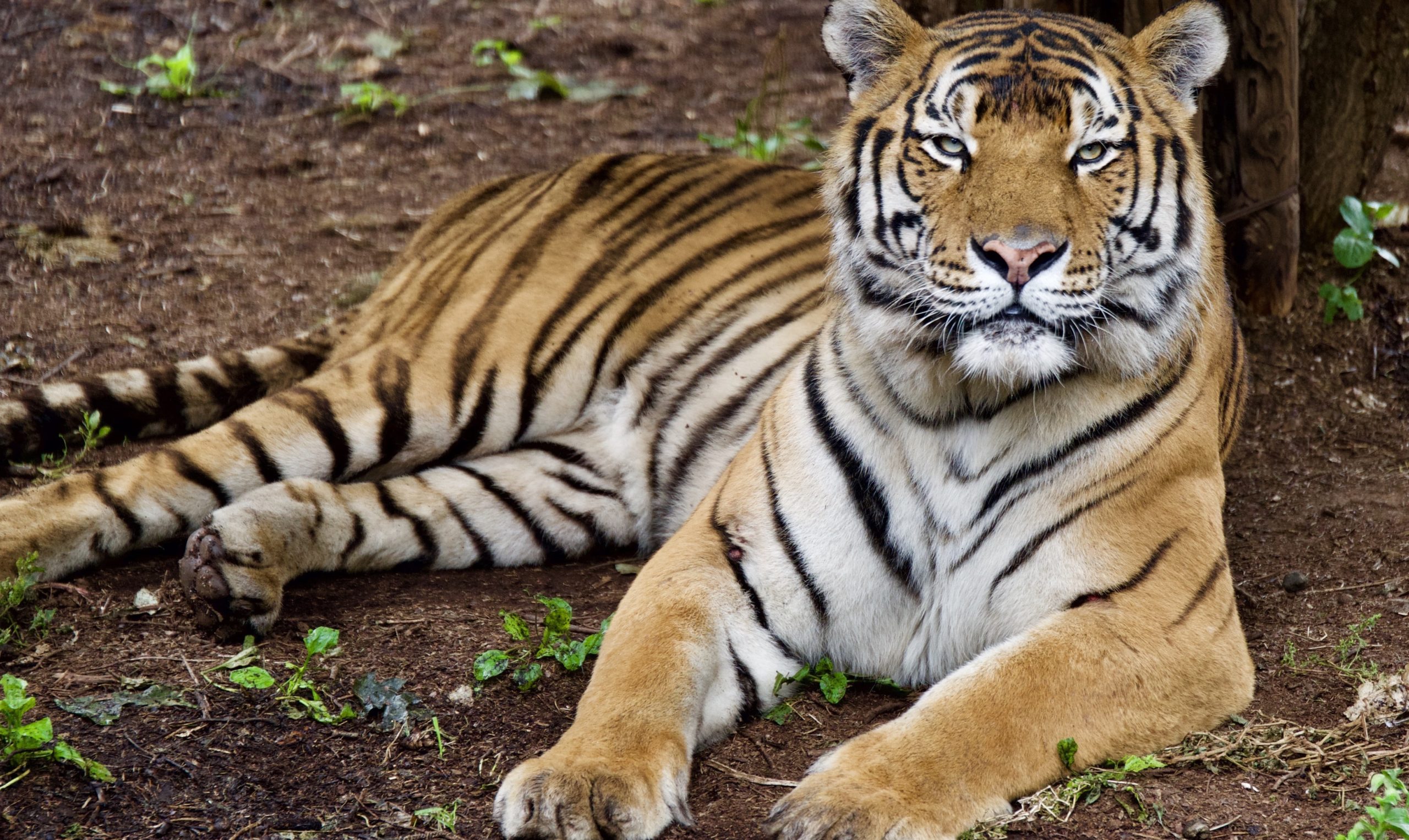 Explained: Molecular Ecology, an Important Part of Wildlife Disease ...