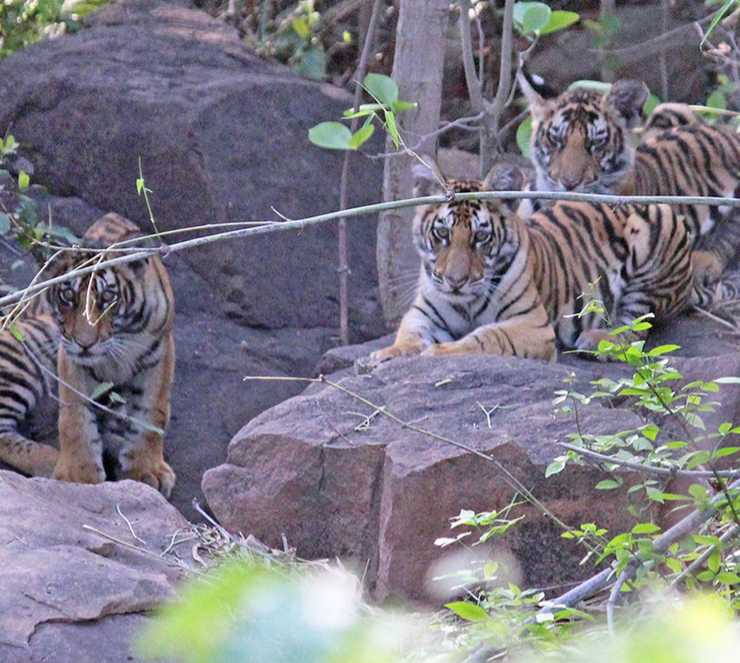 Ken-Betwa River Link-up Approved, Tiger Reserve to Be Submerged
