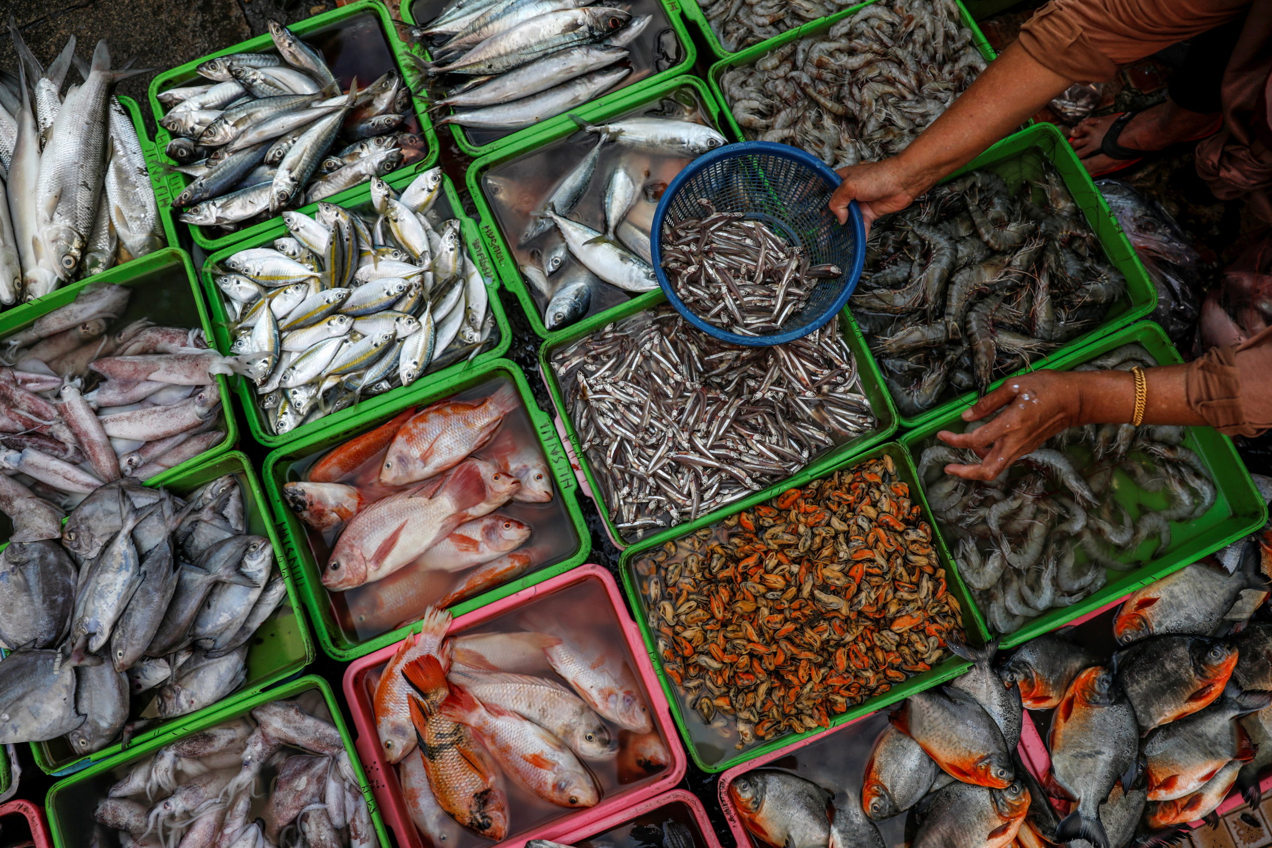 WTO on the Cusp of ‘Major Deal’ To Cut Fishing Subsidies – The Wire Science