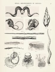 Why Do Helical Seashells Resemble Spiralling Galaxies and the Human ...