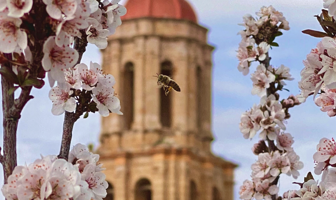 Pollinator Numbers Are Falling Around the World – But for Different ...