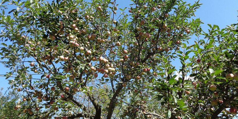 Adani in the Eye of the Storm as Himachal Apple Prices Crash.