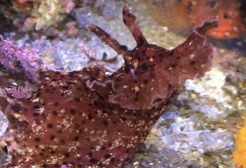 Neurons Can Generate Varying Output Sans Input, and Sea Slugs May Know ...