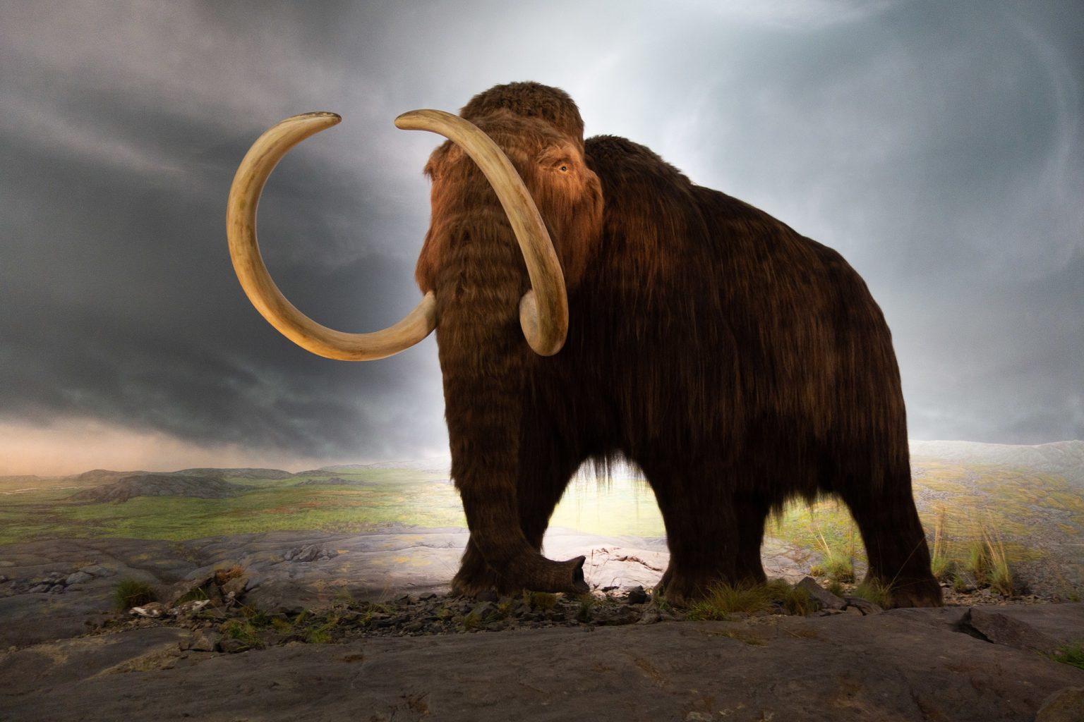 Mammoths Lost Their Steppe Habitat to Climate Change – The Wire Science