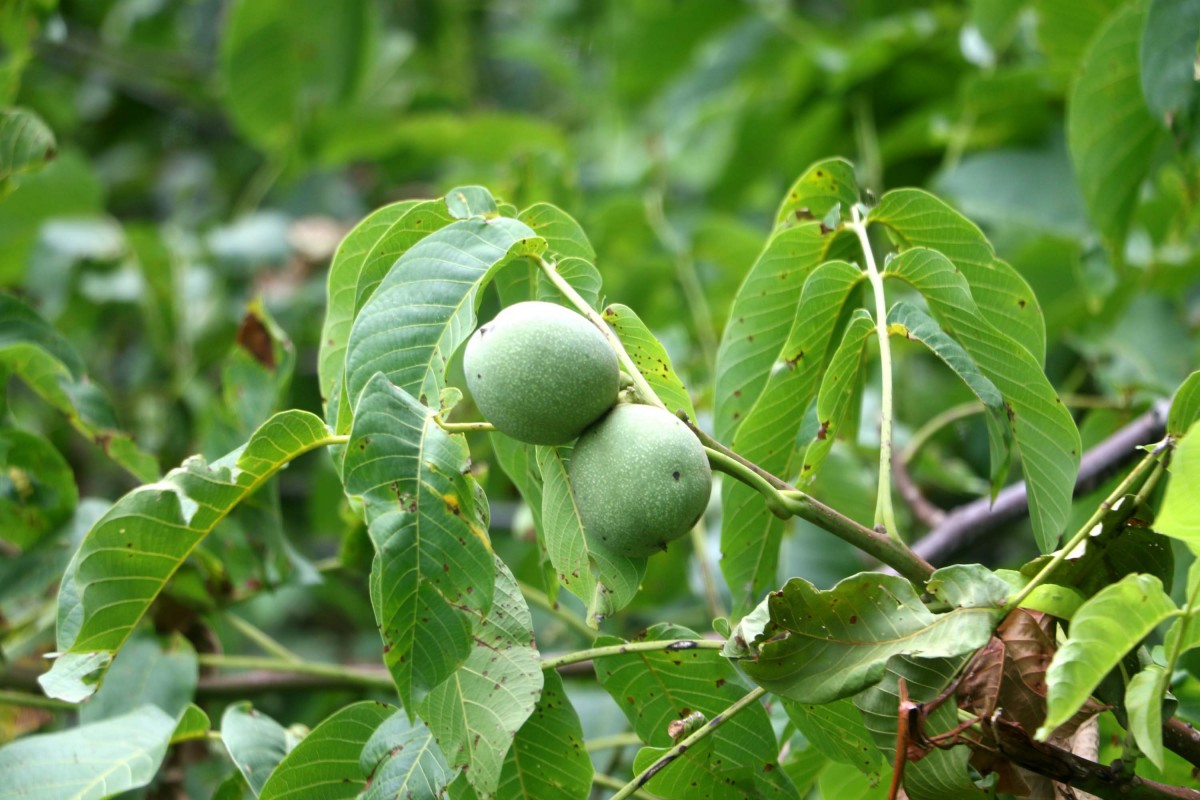 How Walnut Harvesting Claims Many Lives in Kashmir Each Year
