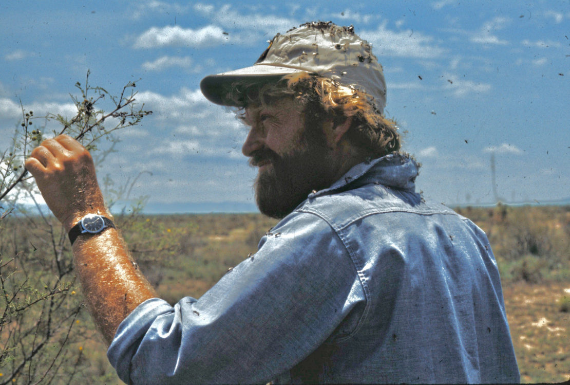 More Fun Than Fun: Weaving with Silk, the Ant Way – The Wire Science