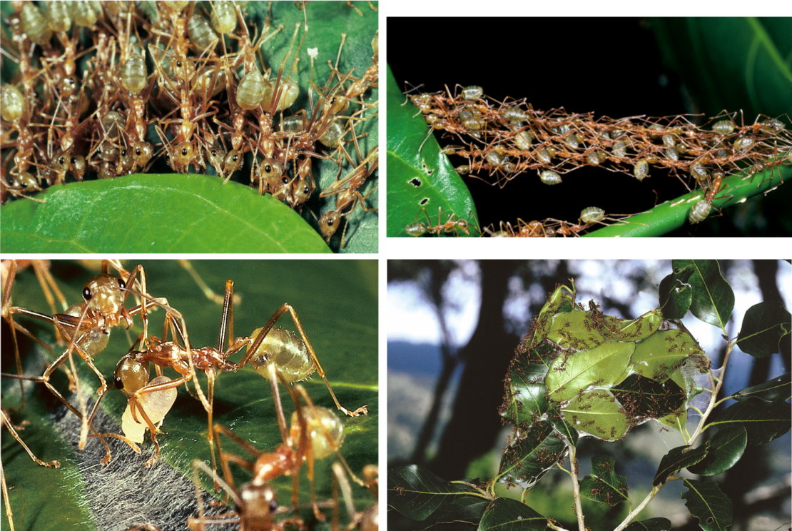More Fun Than Fun: Weaving with Silk, the Ant Way – The Wire Science