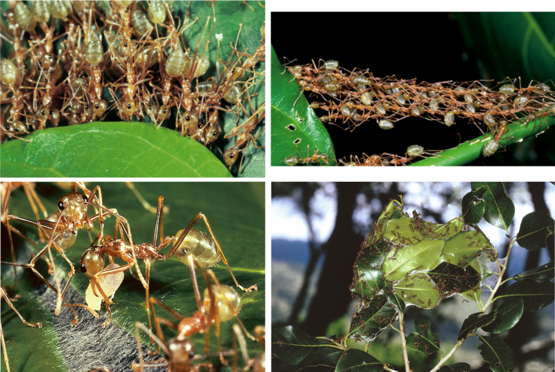More Fun Than Fun: Weaving with Silk, the Ant Way – The Wire Science