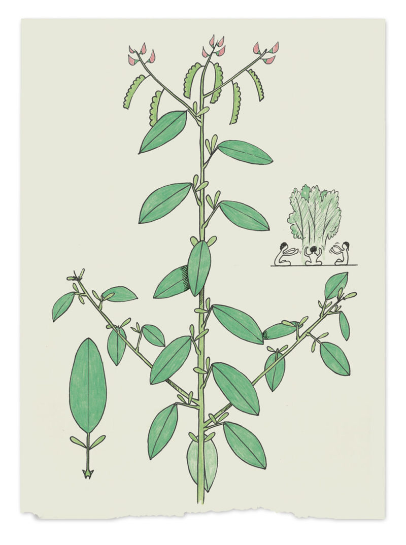 An Illustrated Guide to Walking Trees, Parasitic Flowers and Other ...