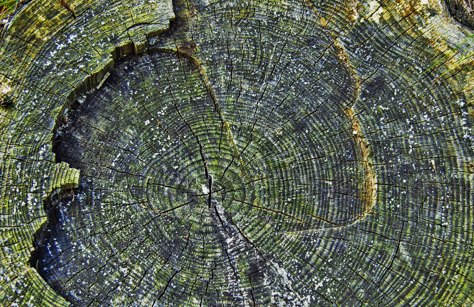 How Tree Rings Revealed a 700-Year Record of Flooding in Bangladesh ...