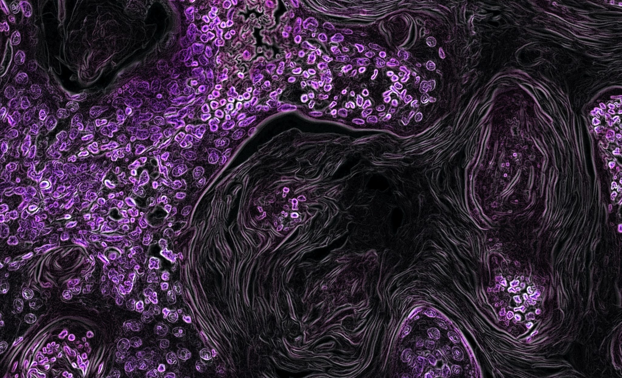 Contagious Cancers in Animals Are a Warning to Humans – The Wire Science