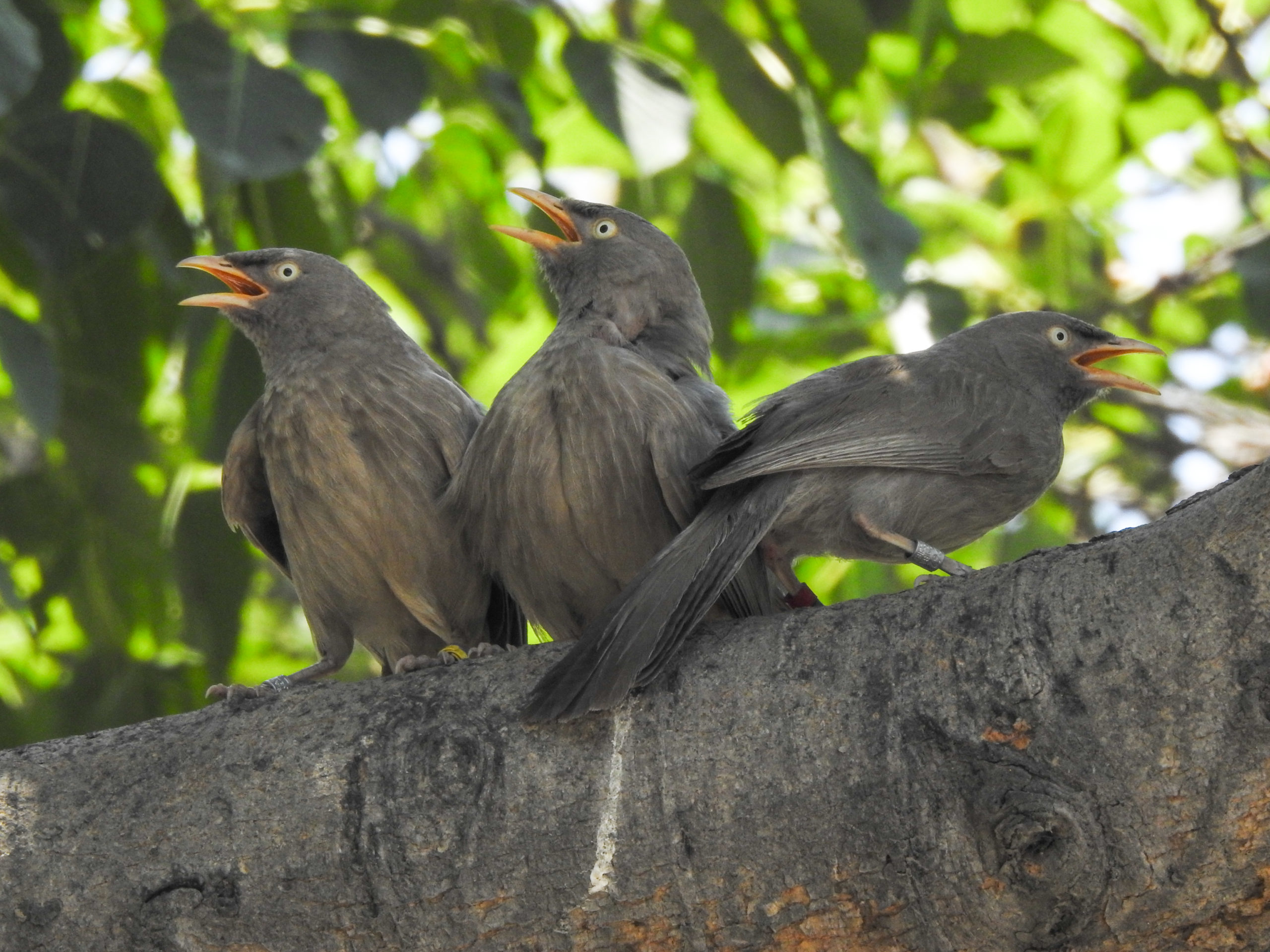 More Fun Than Fun: Decoding the Babbles of Crickets, Birds and ...