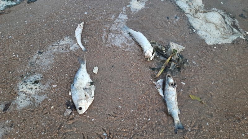 Gearing Up for the Annual Fish Kill – The Wire Science