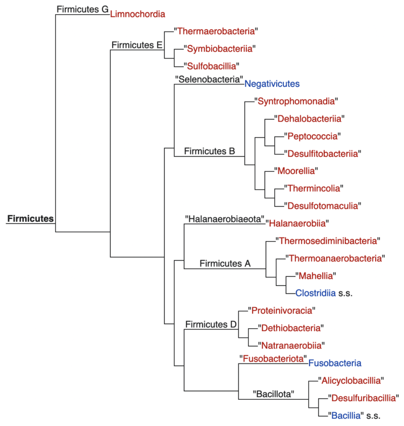 Some Bacteria Are Getting New Names – And Not Everyone Is Happy – The ...