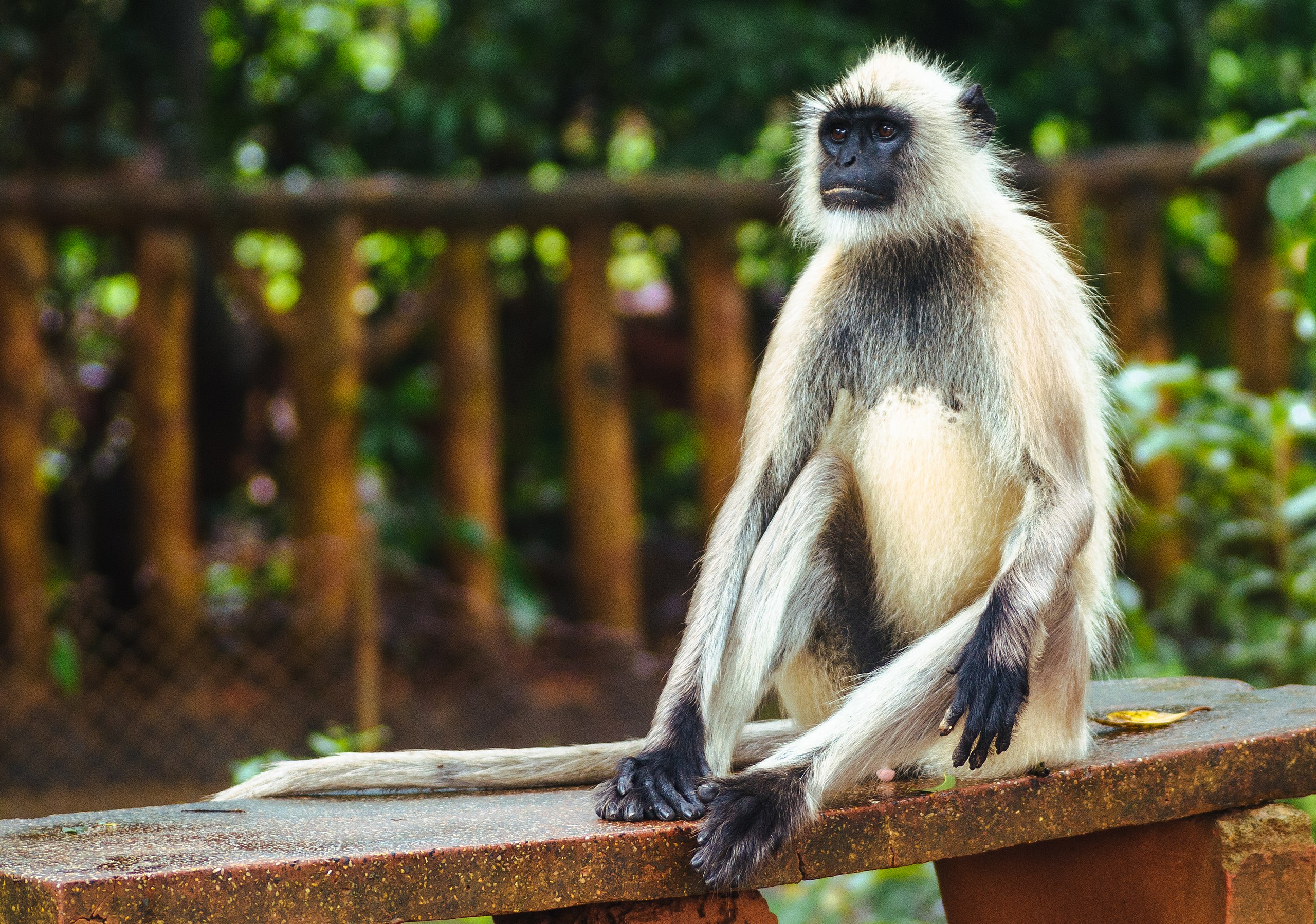 The Strange Story of the Avenger Monkeys of Beed and the Pups They ...