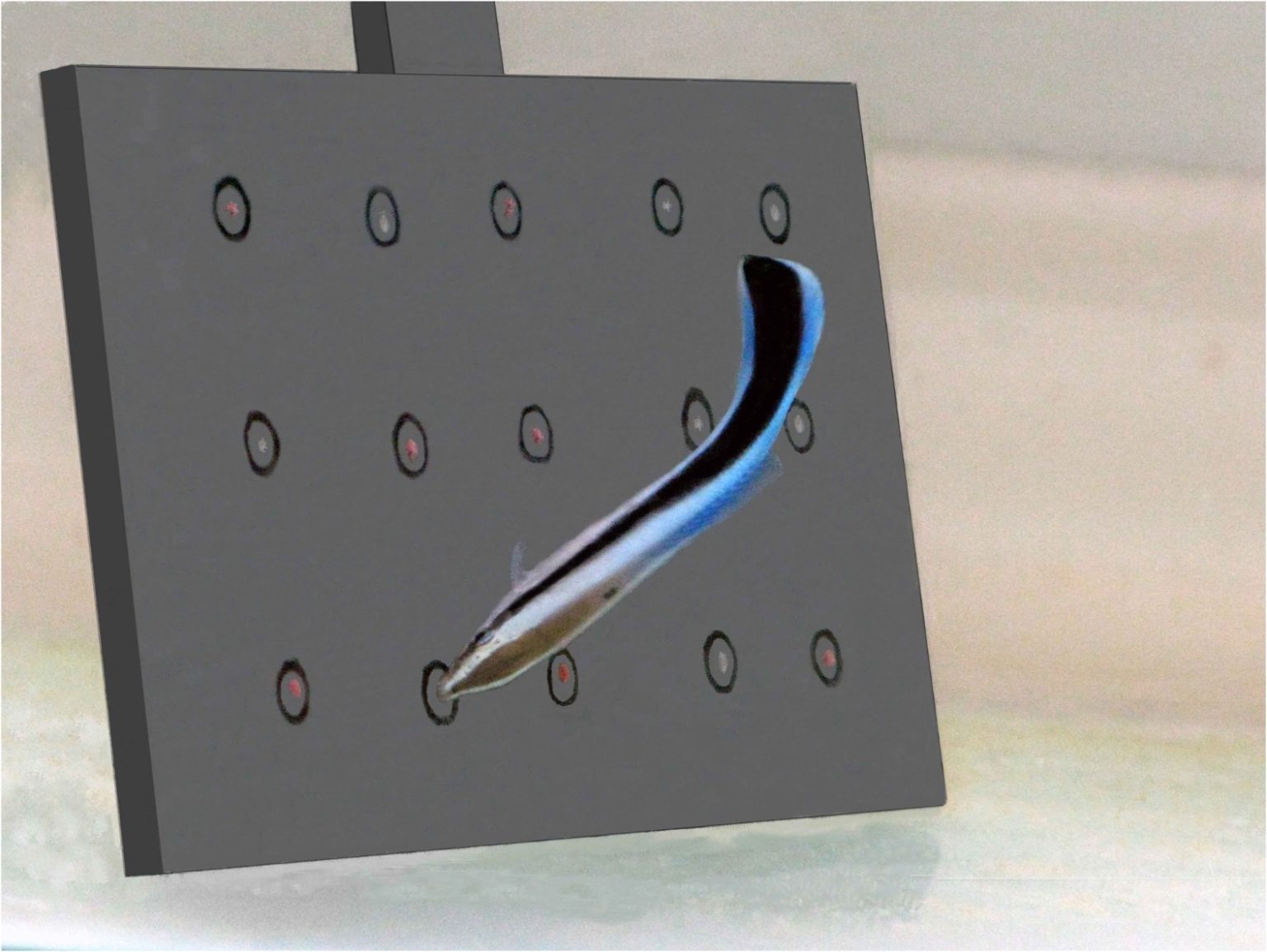 More Fun Than Fun: The Delicate Truce Between Cleaner Fish and Their ...