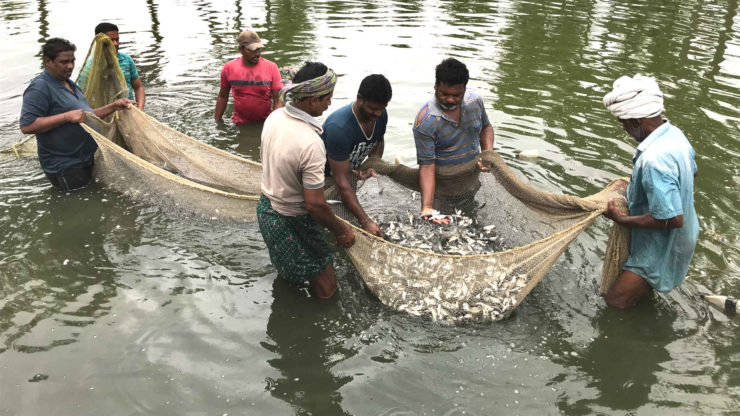 How Aquaculture Turned Kolleru Lake, Known for Its Biodiversity, Into ...
