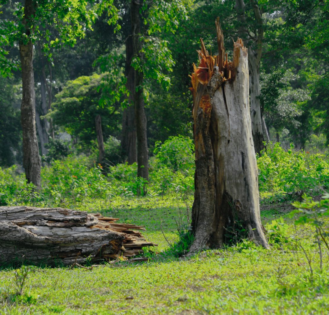 Missing the Forest For the Trees – The Wire Science