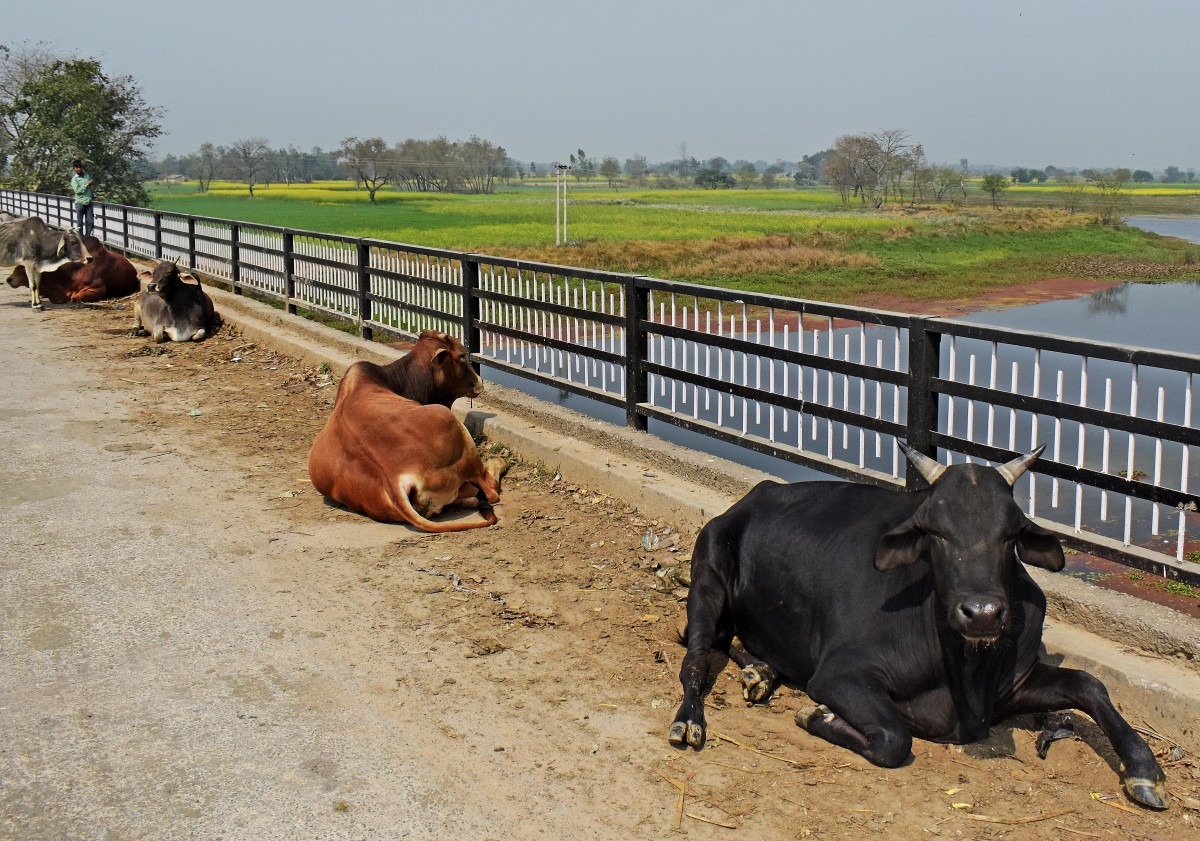 Stray Cattle, Poor Prices and the Many Issues on the Minds of Farmers ...