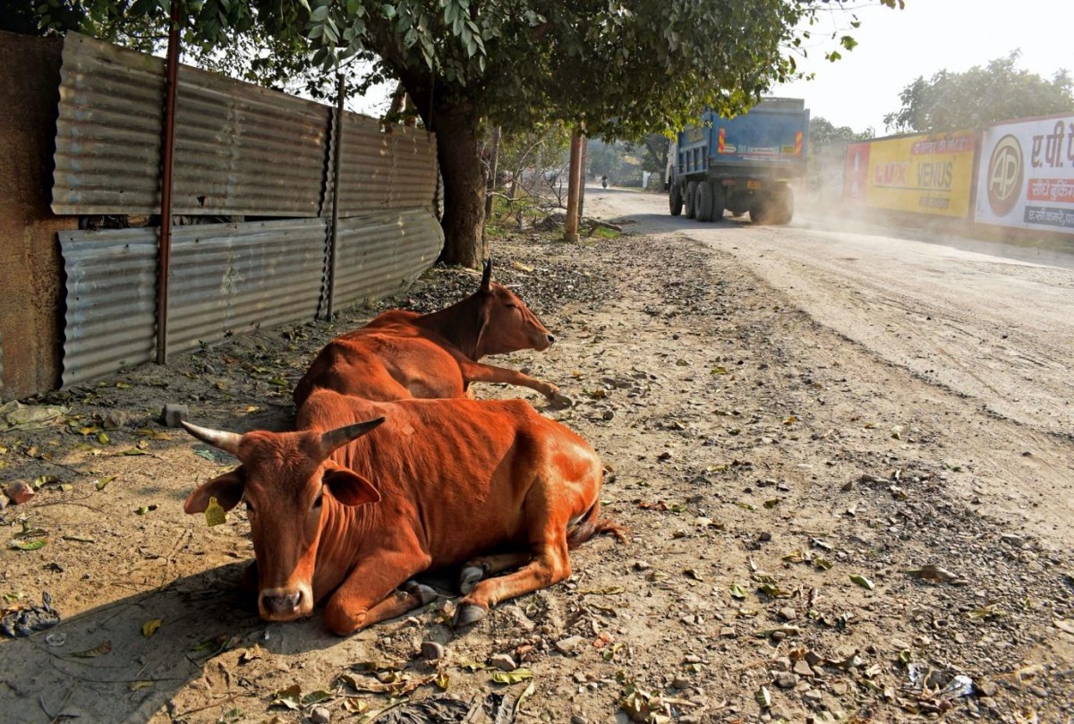 Stray Cattle, Poor Prices and the Many Issues on the Minds of Farmers ...